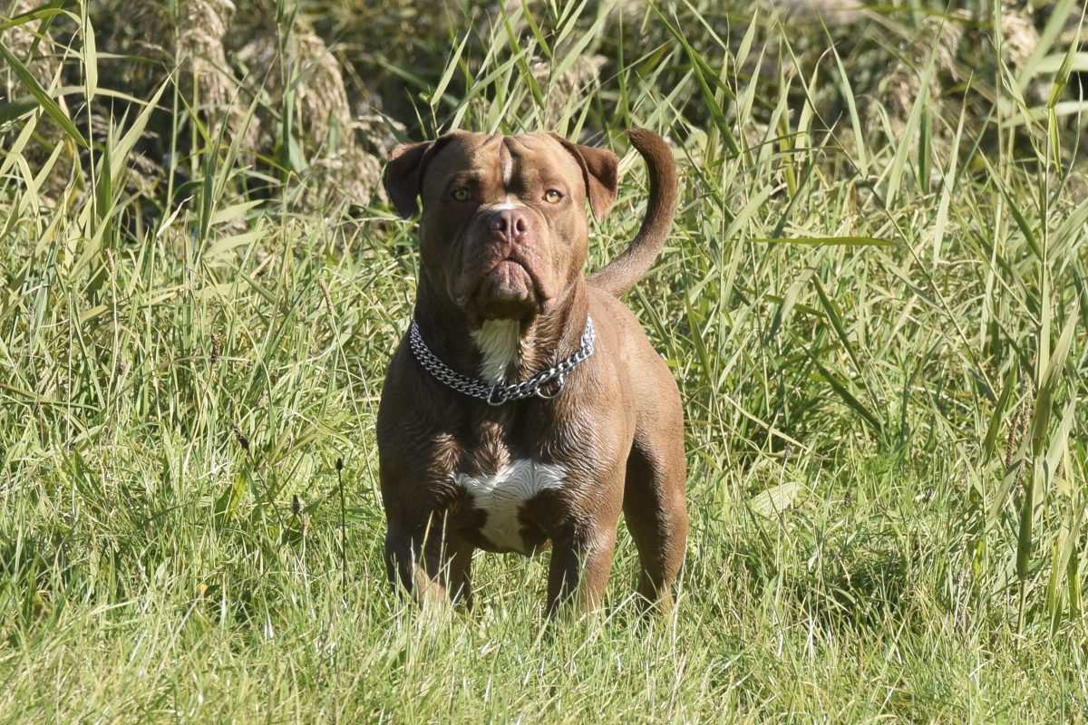 The Dutch Generation - American Bully kennel in Nederland